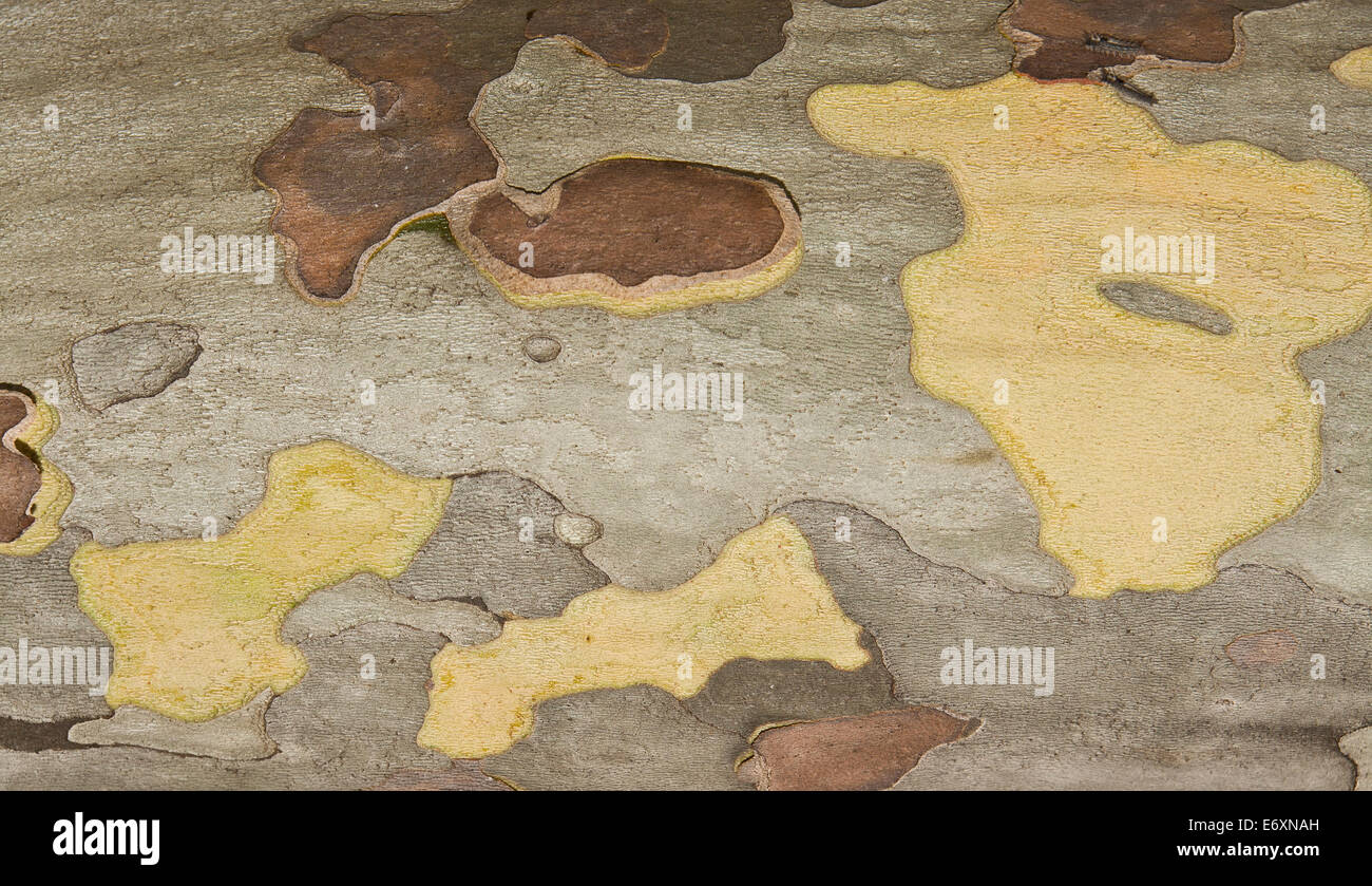 Beige leopard hi-res stock photography and images - Alamy