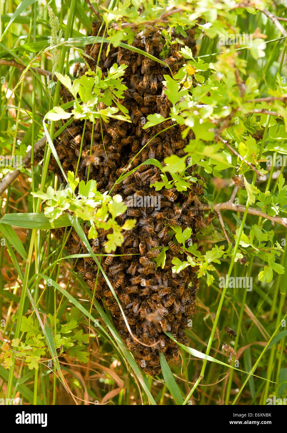 Swarming insects hi-res stock photography and images - Alamy