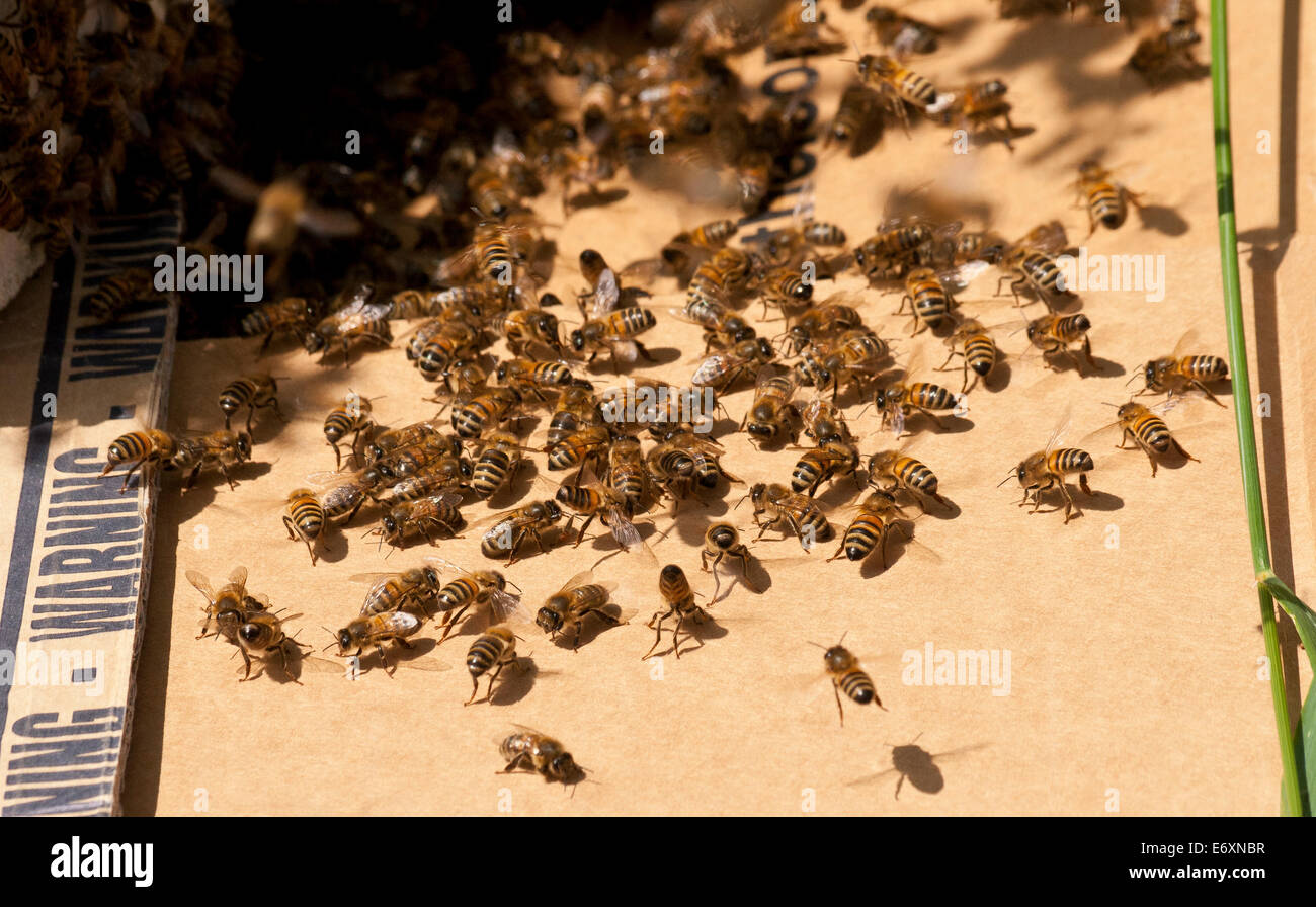 Swarming insects hi-res stock photography and images - Alamy