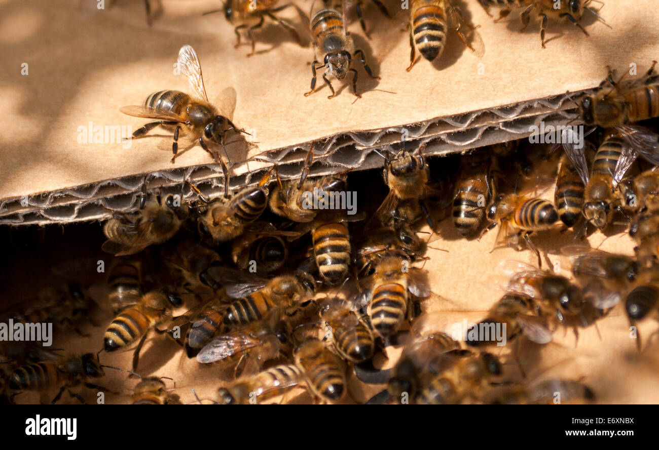 Swarming insects hi-res stock photography and images - Alamy