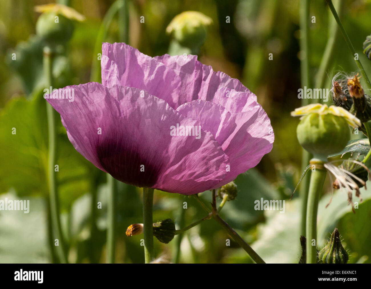 Lilac Papaver somniferum, Opium Poppy Head and poppy seed heads Stock ...