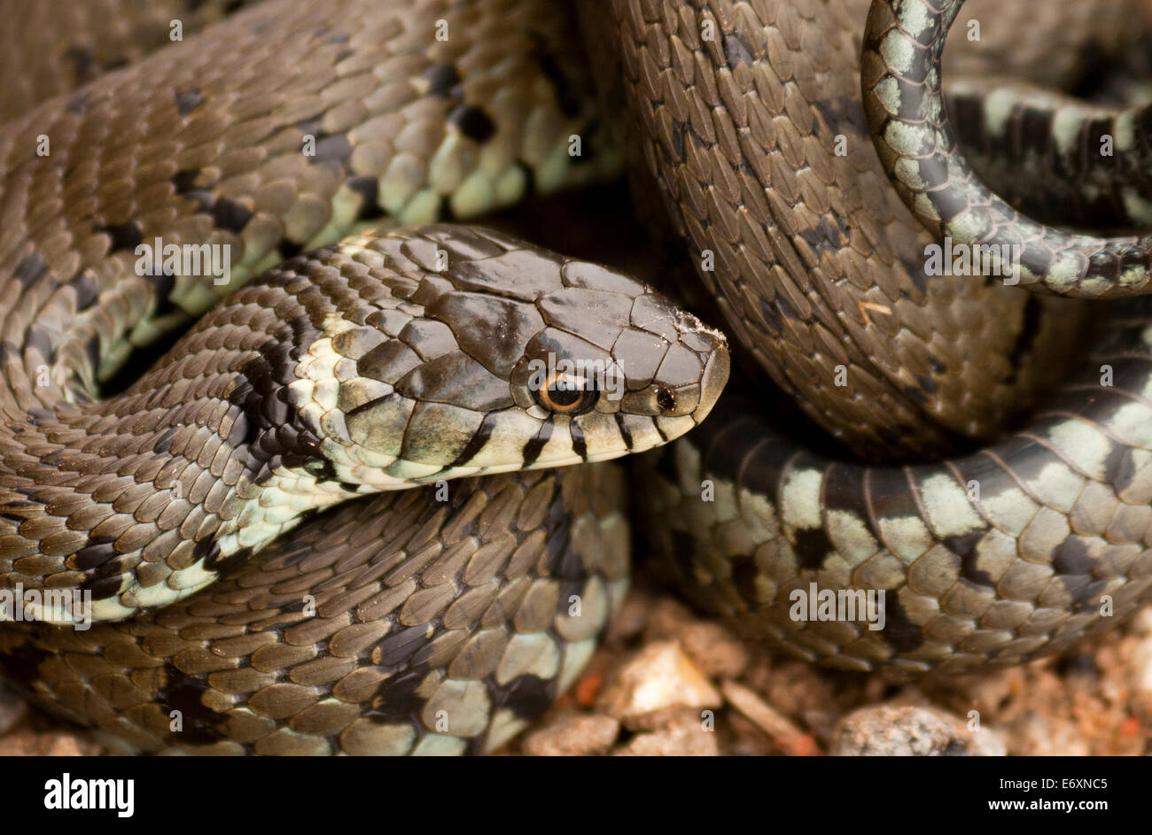 Grass snake uk hi-res stock photography and images - Alamy