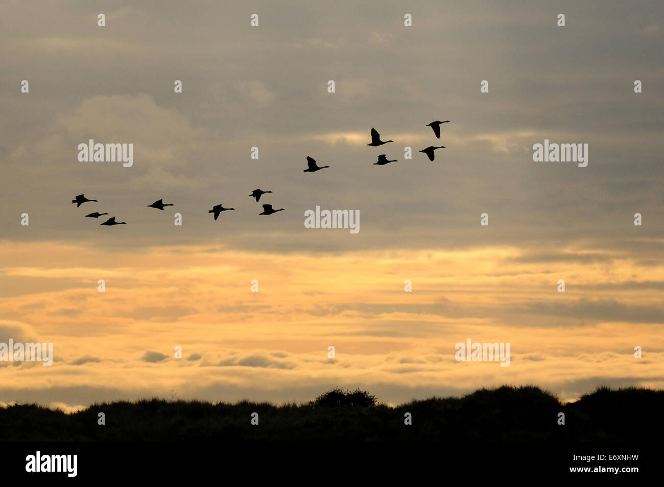 Geese flying south at sunset Stock Photo - Alamy