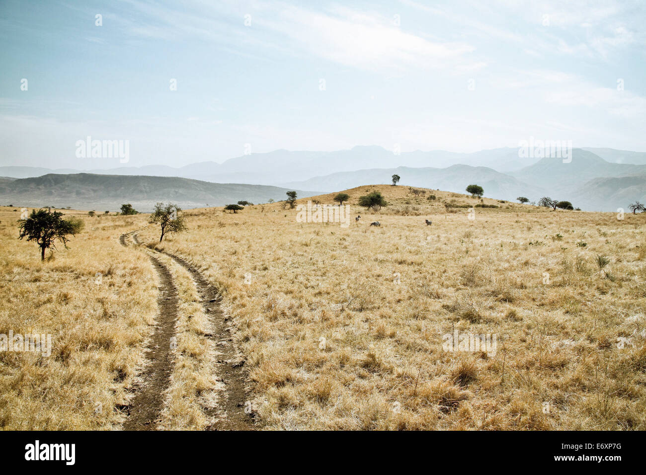 Zebras in Nechisar National Park, South Ethiopia, Africa Stock Photo ...