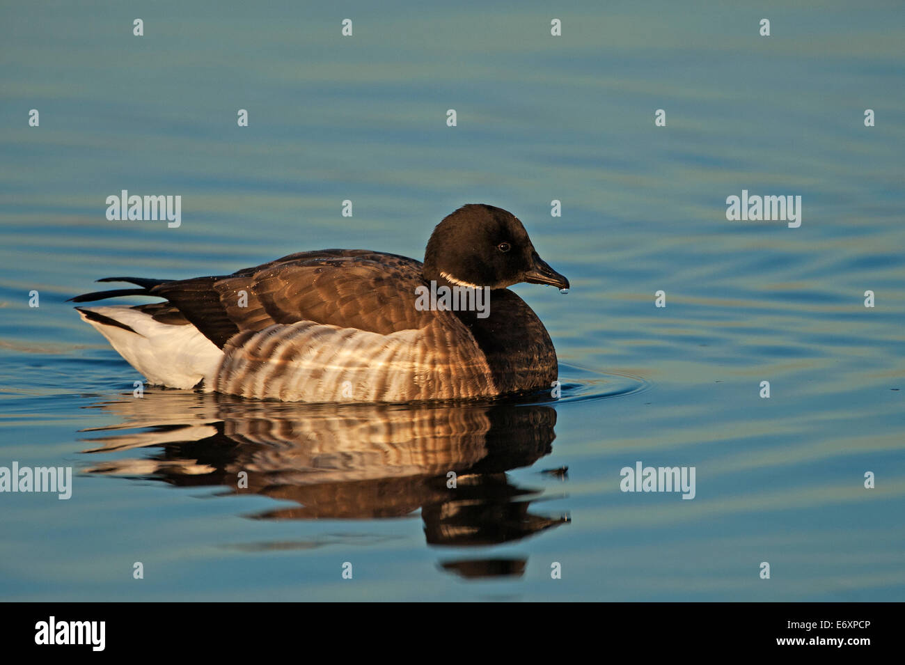 Atlantic brant swimming Stock Photo - Alamy