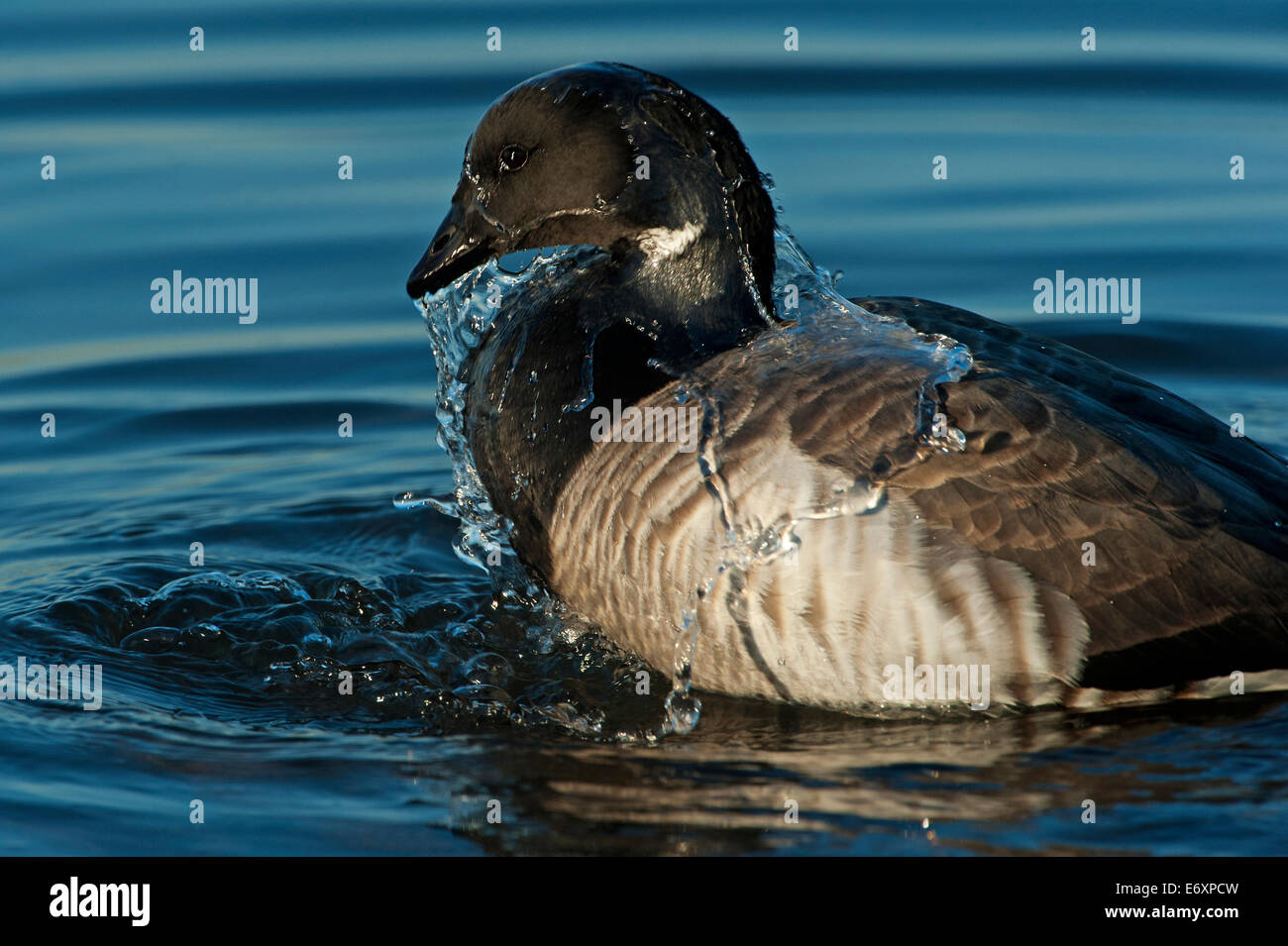 Refuge habitats hi-res stock photography and images - Alamy