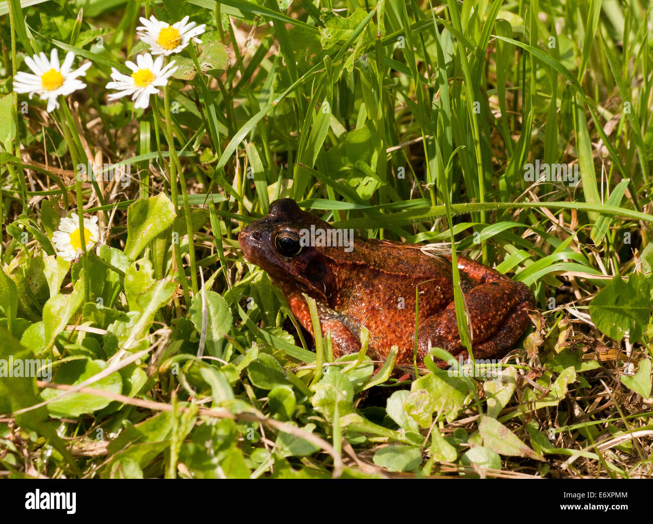Orange frog hi-res stock photography and images - Alamy