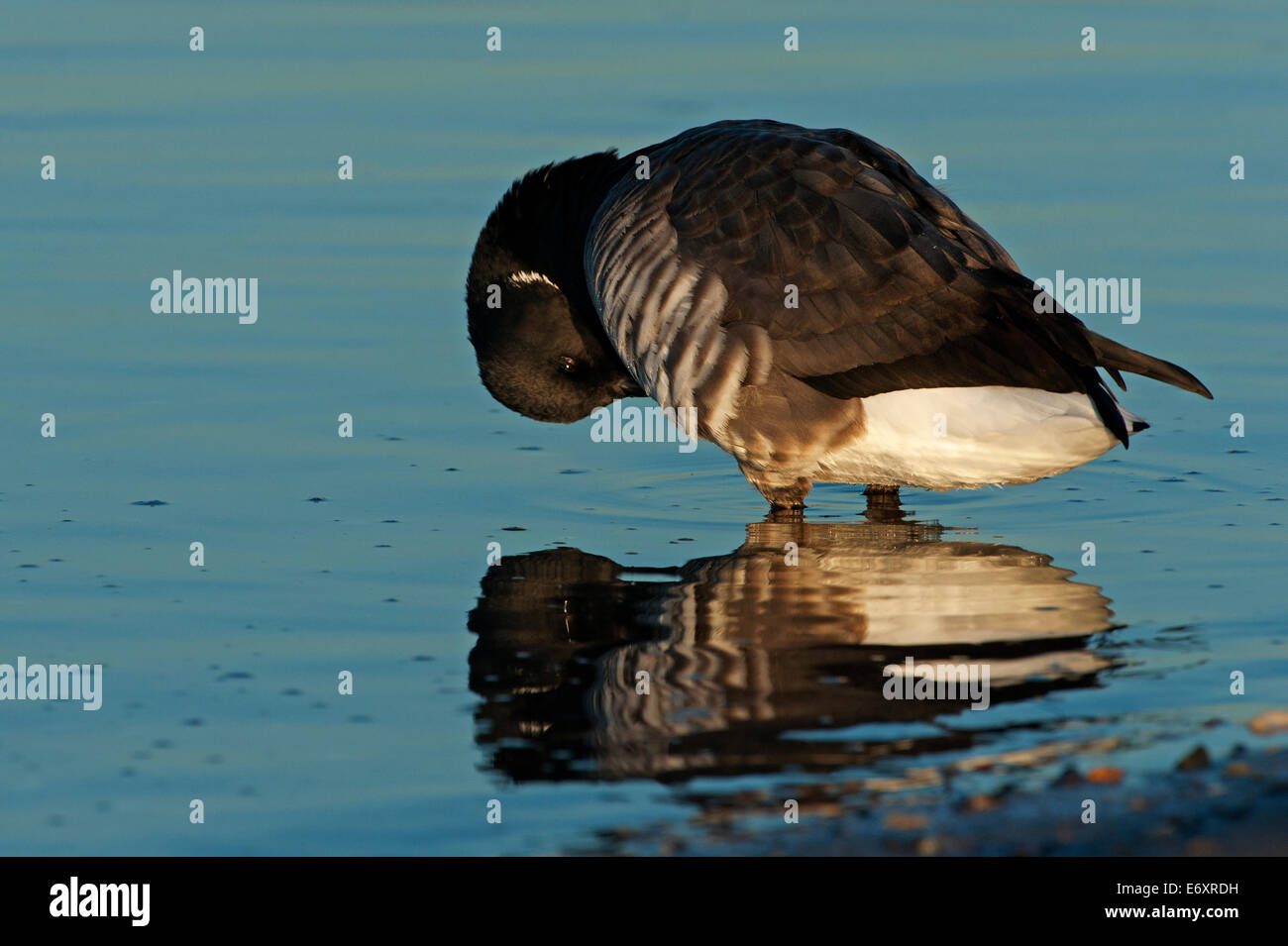Coastal waters jamaica hi-res stock photography and images - Alamy