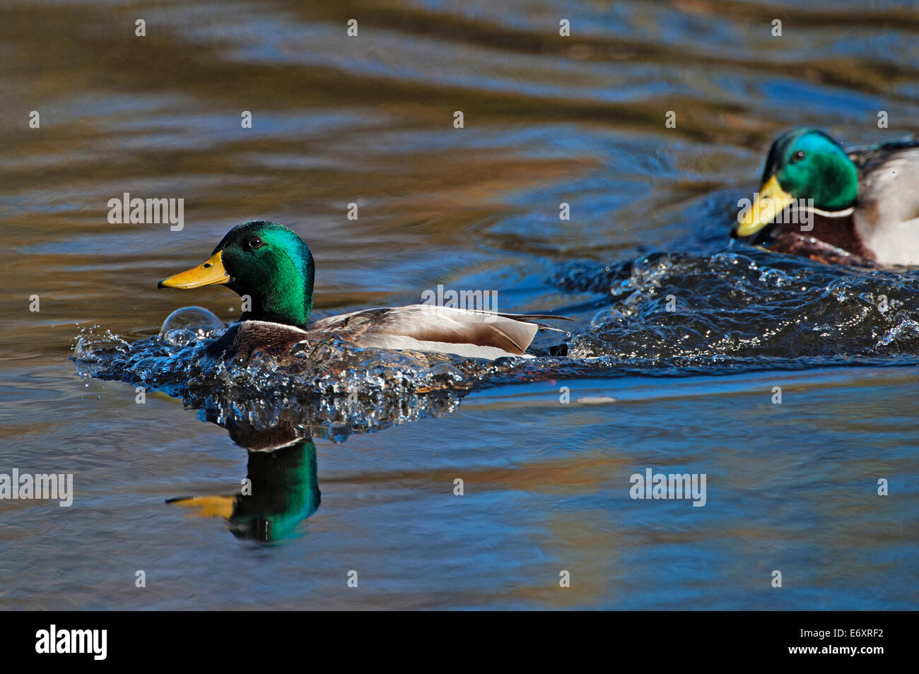 Aggressive Ducks High Resolution Stock Photography and Images - Alamy