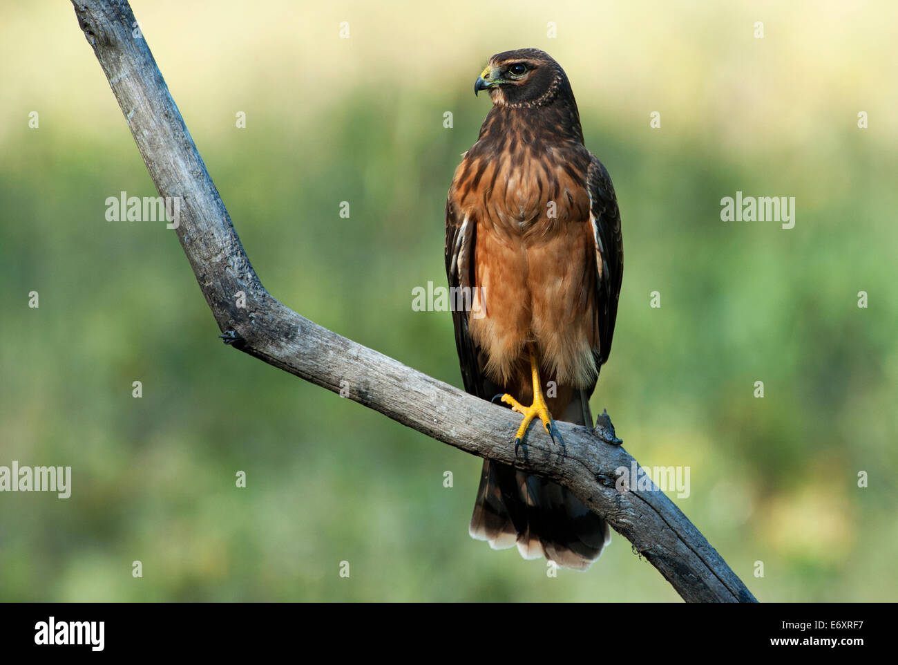 Female Northern Harrier High Resolution Stock Photography and Images ...