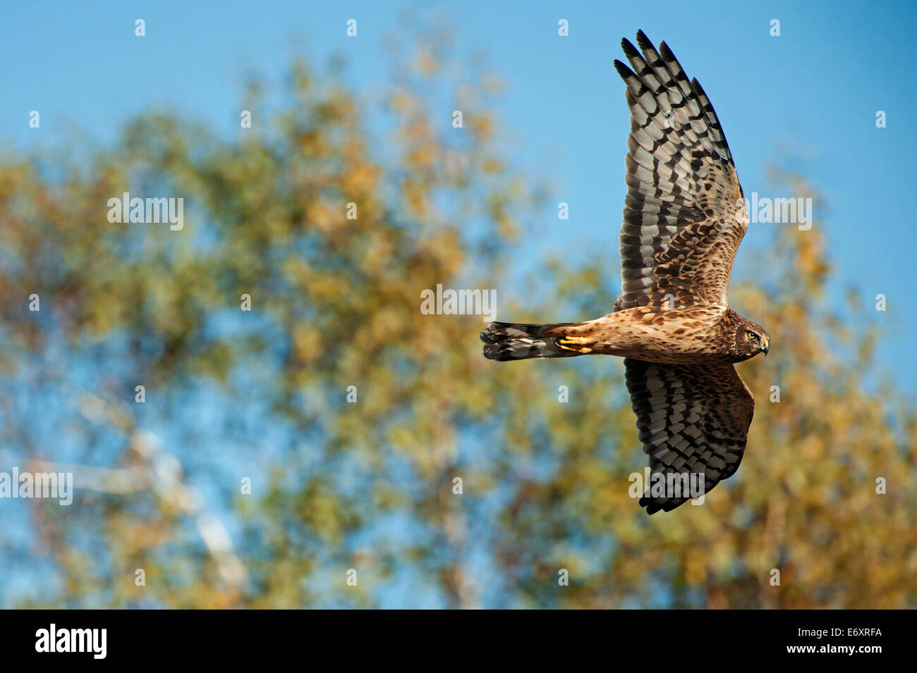 Northern harrier in flight Stock Photo - Alamy