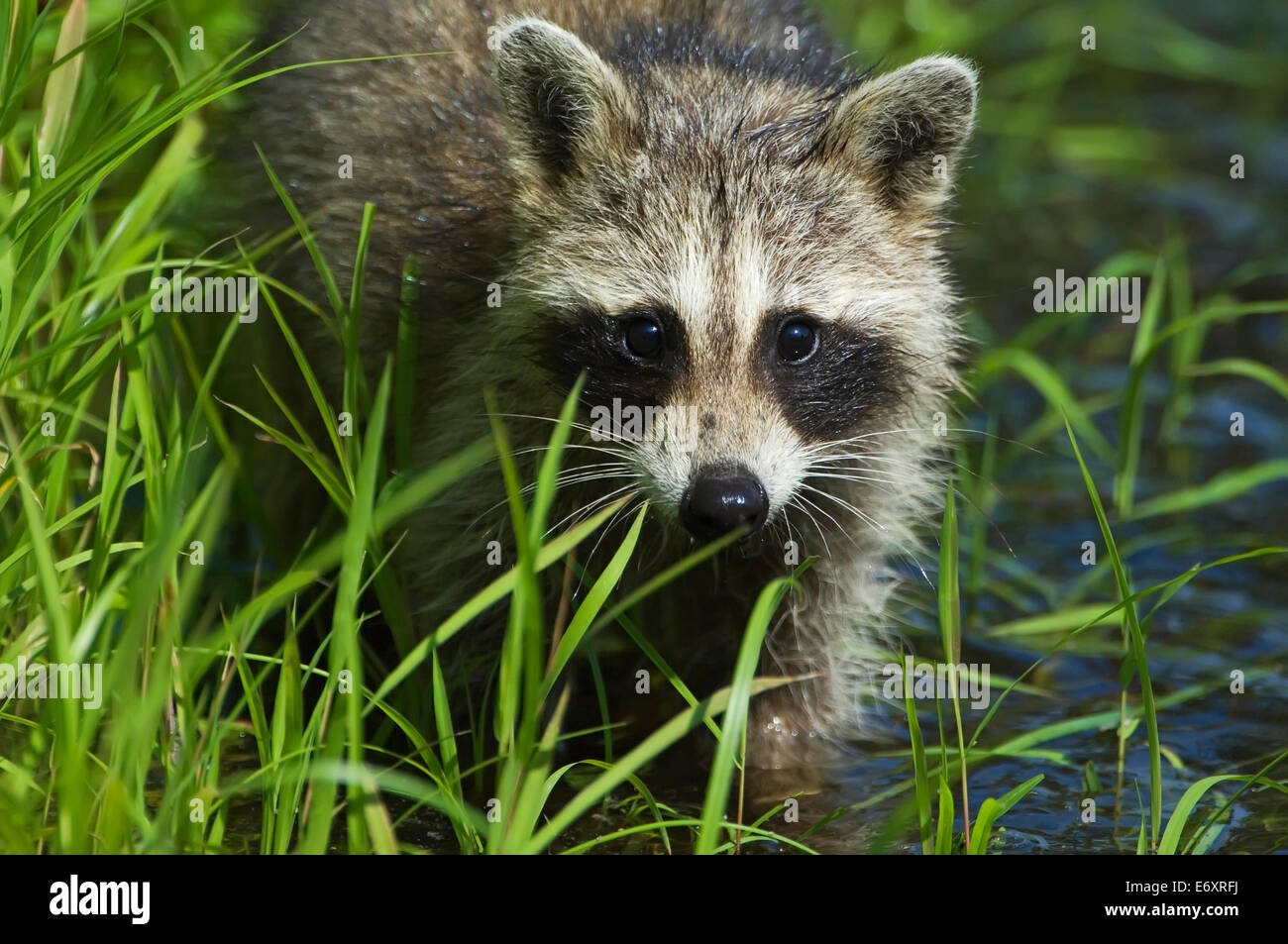 Racoon hi-res stock photography and images - Alamy