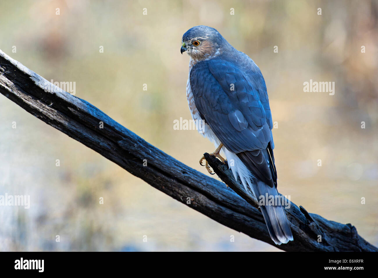 Juvenile sharp-shinned hawk on perch Stock Photo - Alamy