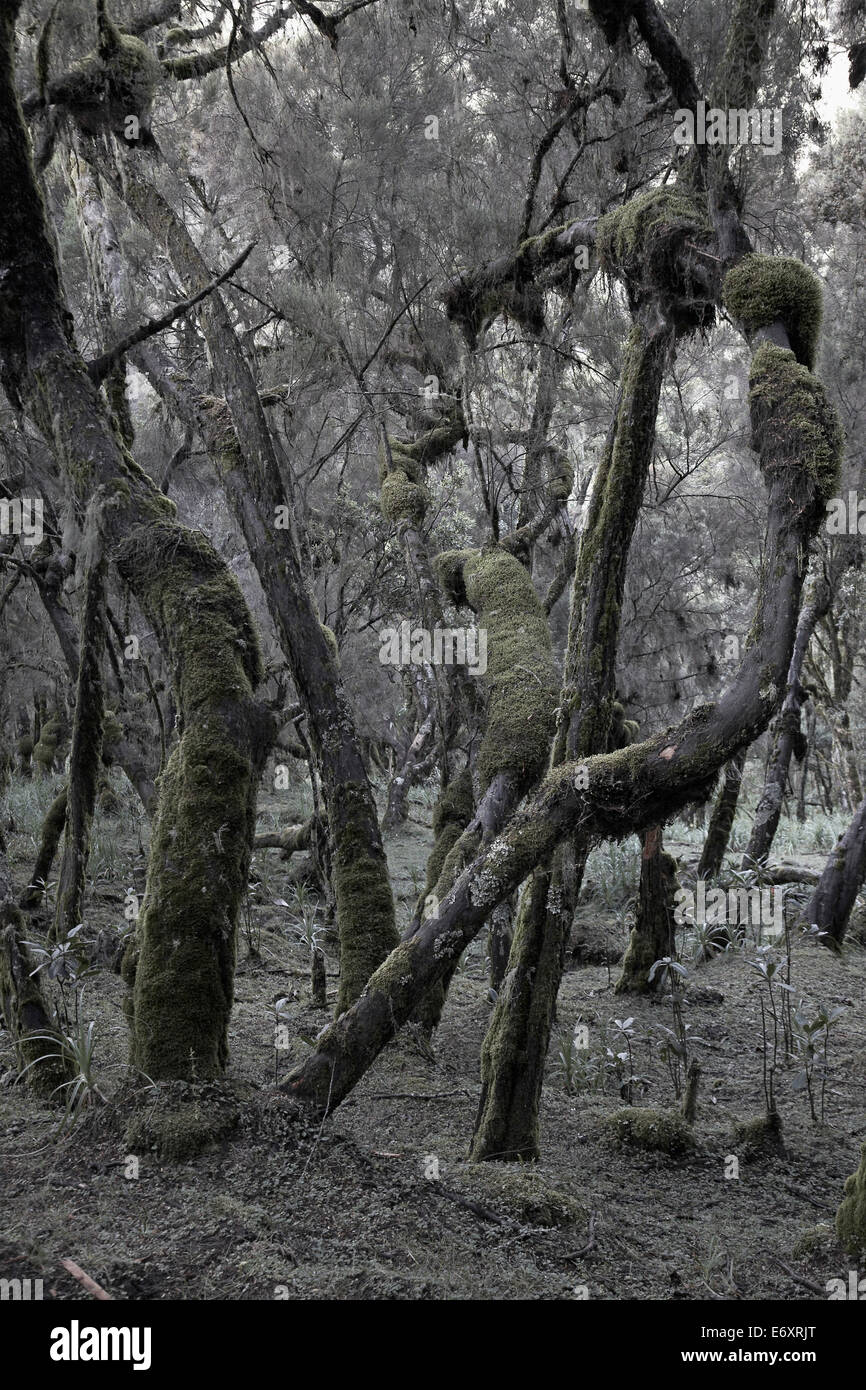 Mountain forest, Bale Mountains National Park, Oromia Region, Ethiopia Stock Photo - Alamy