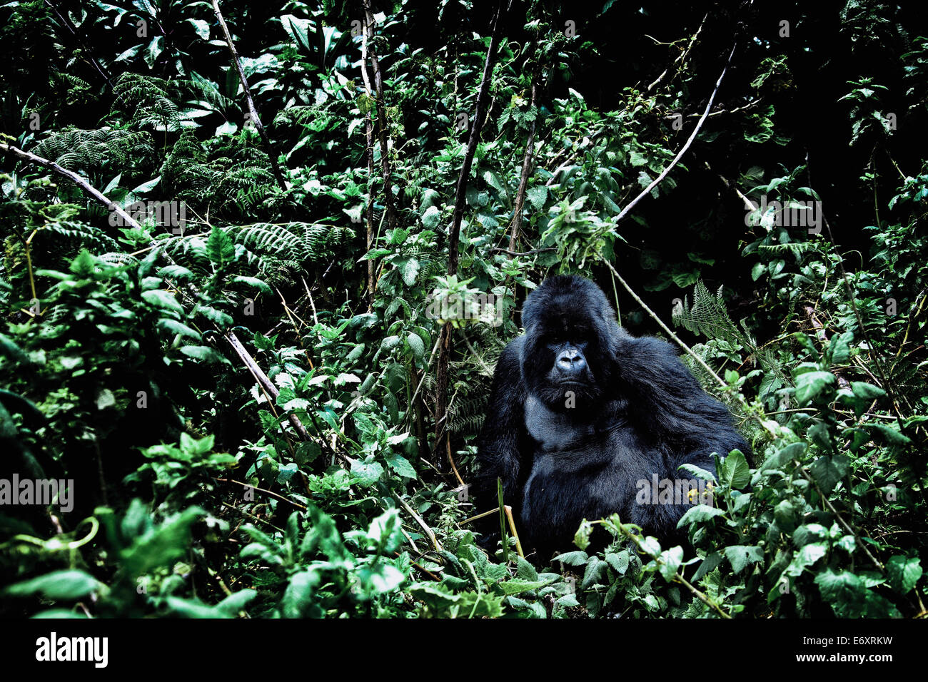 Silverback male mountain gorilla in the jungle of the Volcanoes ...