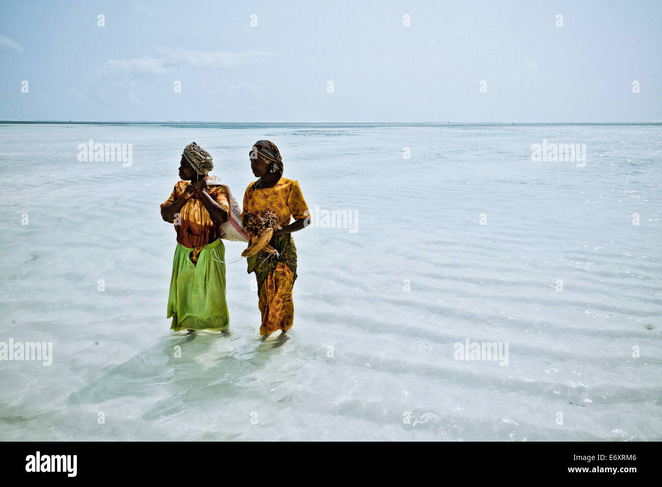 Two algae farmers in shallow waters, Zanzibar, Tanzania, Africa Stock ...