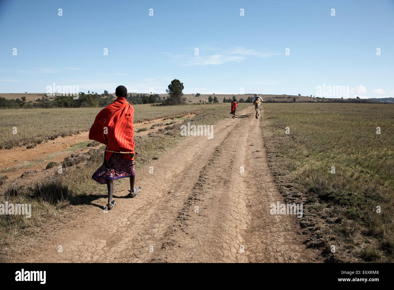 Samburu warrior with a camel, Maralal, Samburu County, Kenya Stock ...
