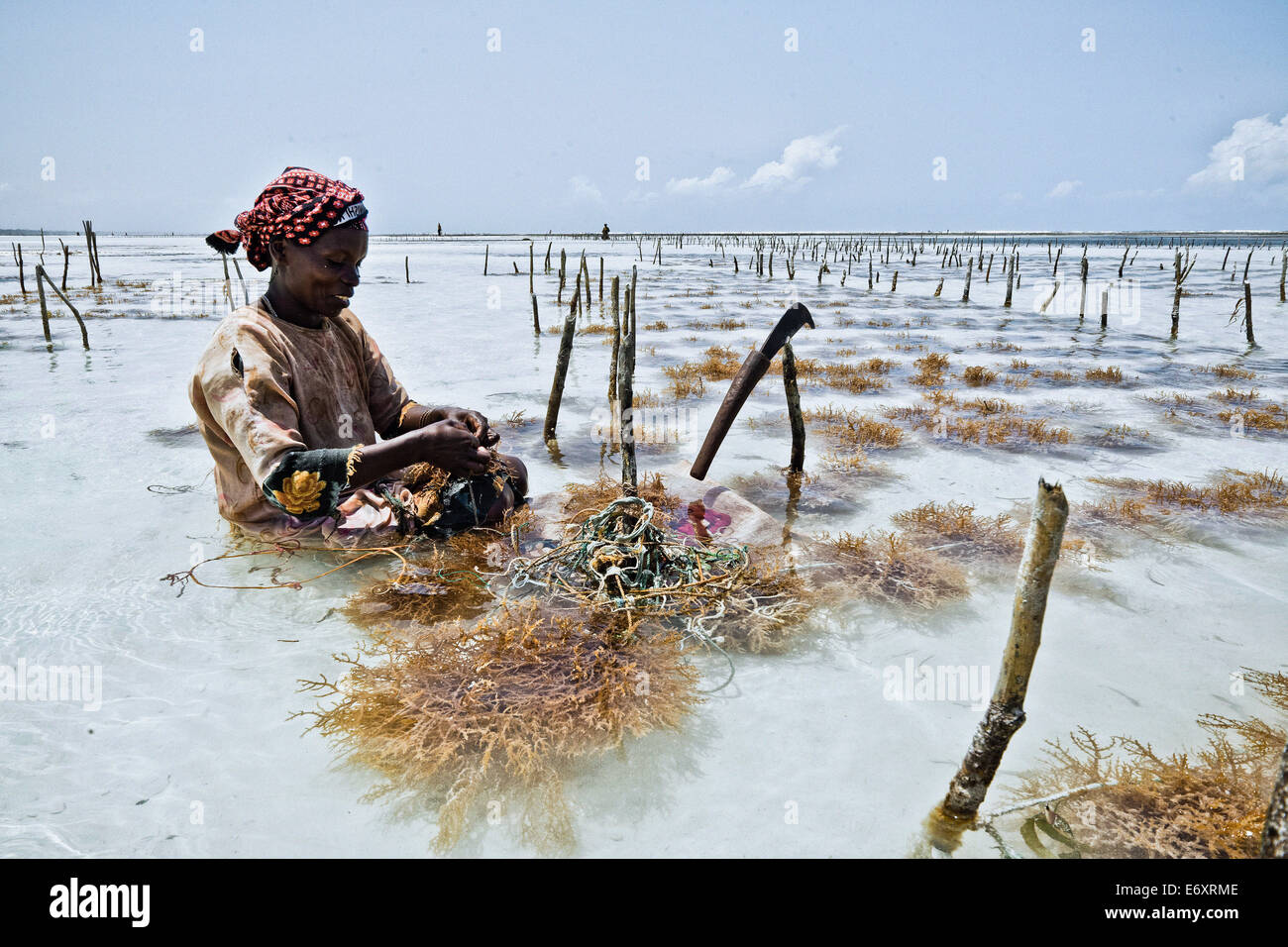 Algae farmer in shallow water harvesting algae hi-res stock photography ...