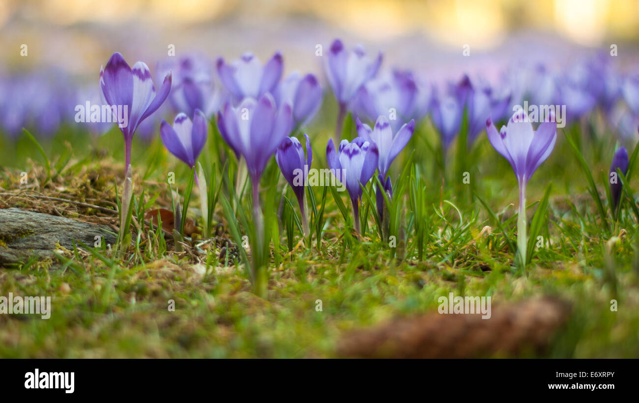 Crocus Field High Resolution Stock Photography and Images - Alamy