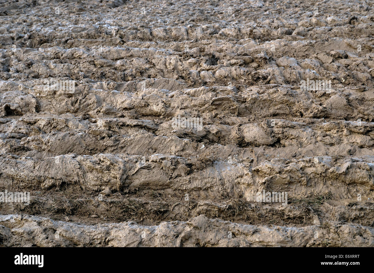 Thick mud hi-res stock photography and images - Alamy