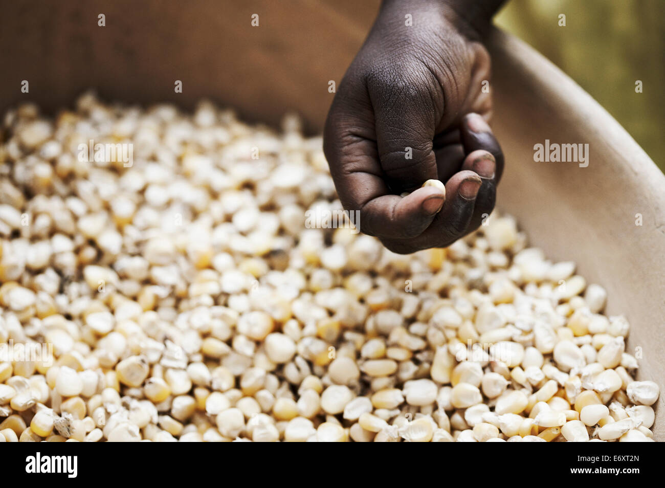 Corn on hand hi-res stock photography and images - Alamy