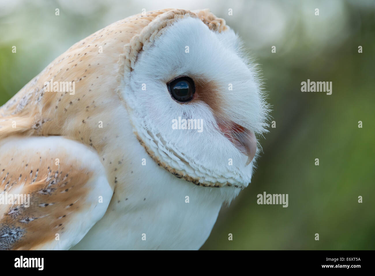 Barn Owl, bubo bubo, close up Stock Photo - Alamy
