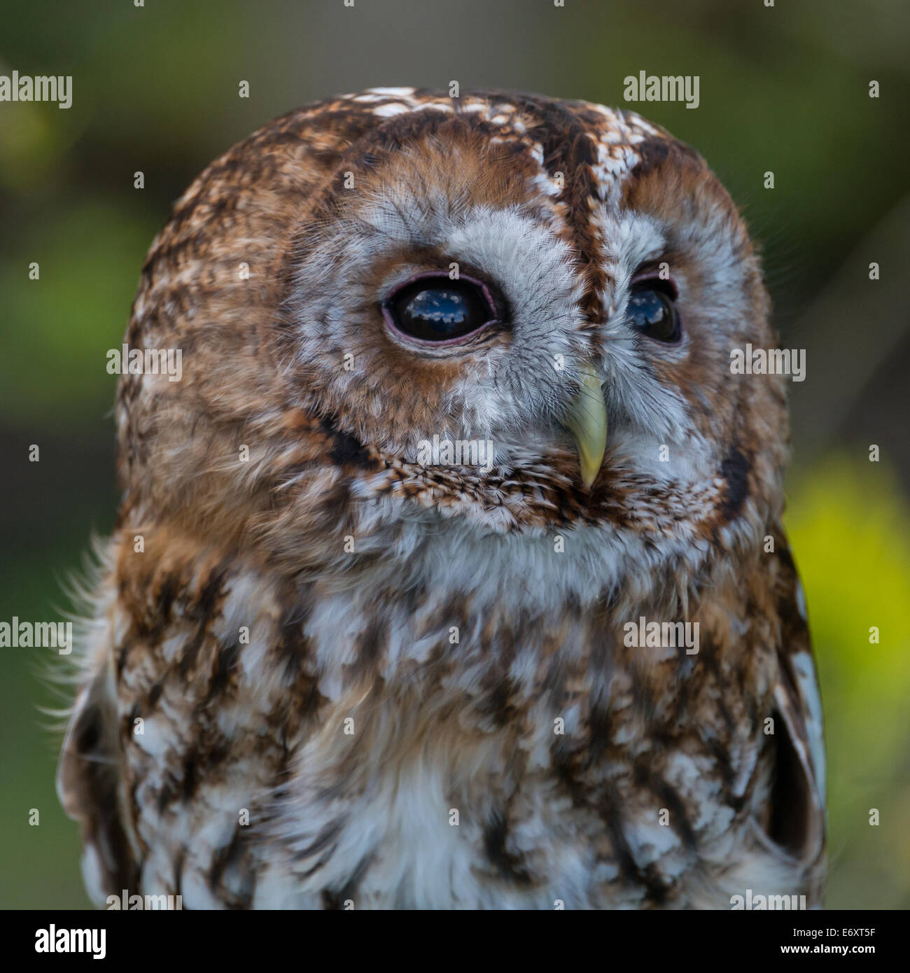 Tawny Owl, Strix aluco Stock Photo - Alamy