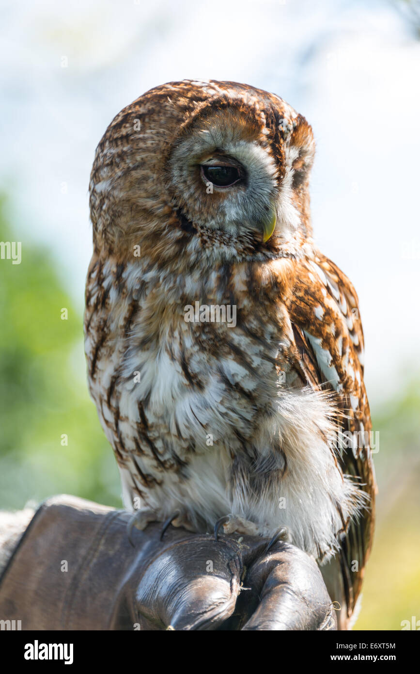 Tawny Owl, Strix aluco Stock Photo - Alamy