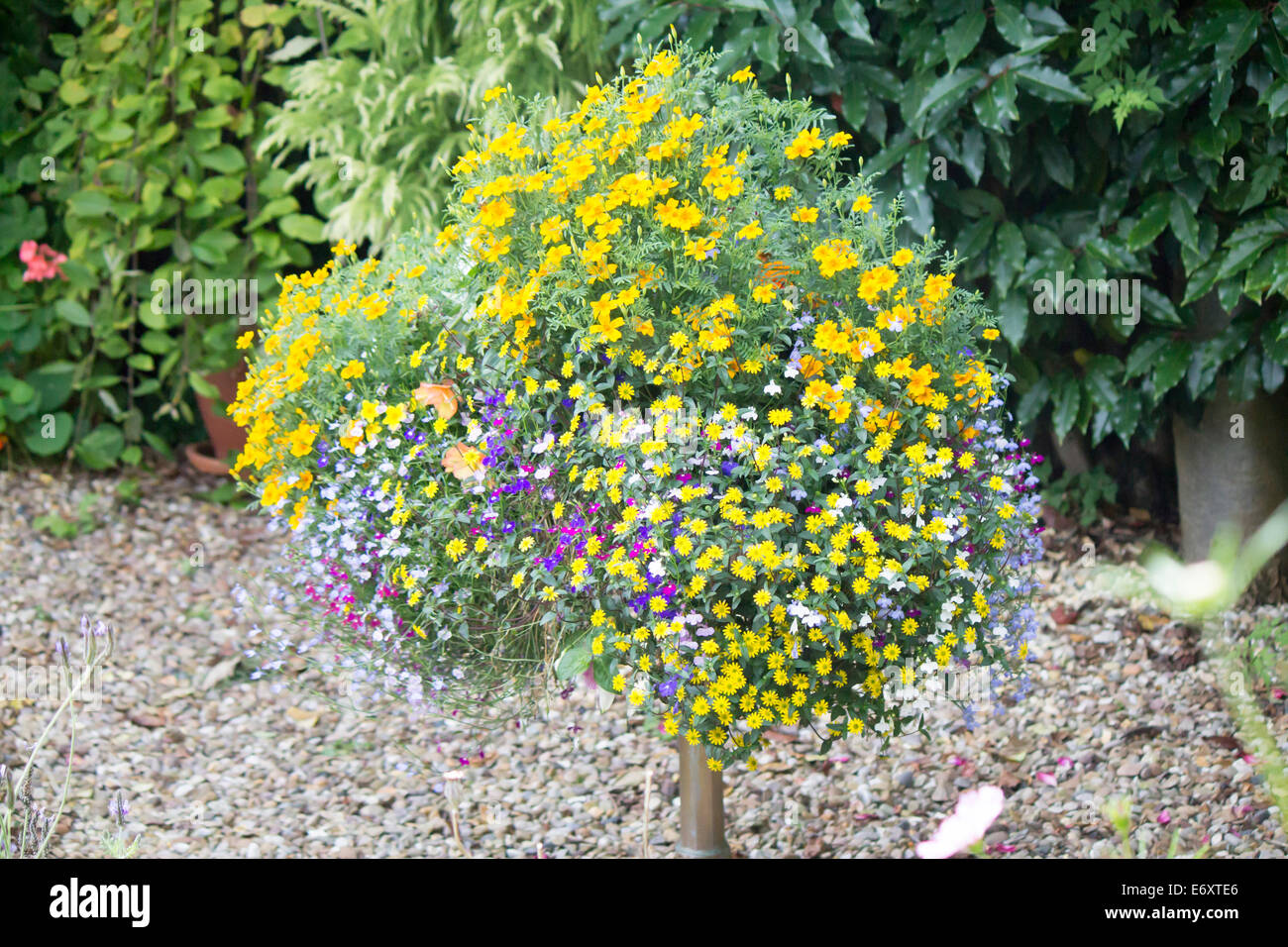 Ball flowers hi-res stock photography and images - Alamy