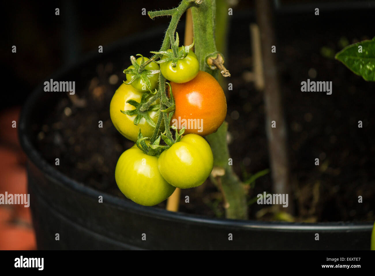 One ripe tomato Stock Photo - Alamy