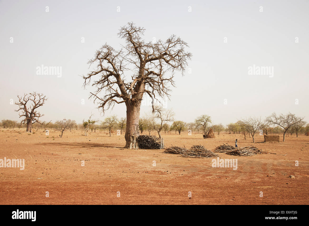 Wood pile und bare tree, Dogon land, Mopti region, Mali Stock Photo - Alamy