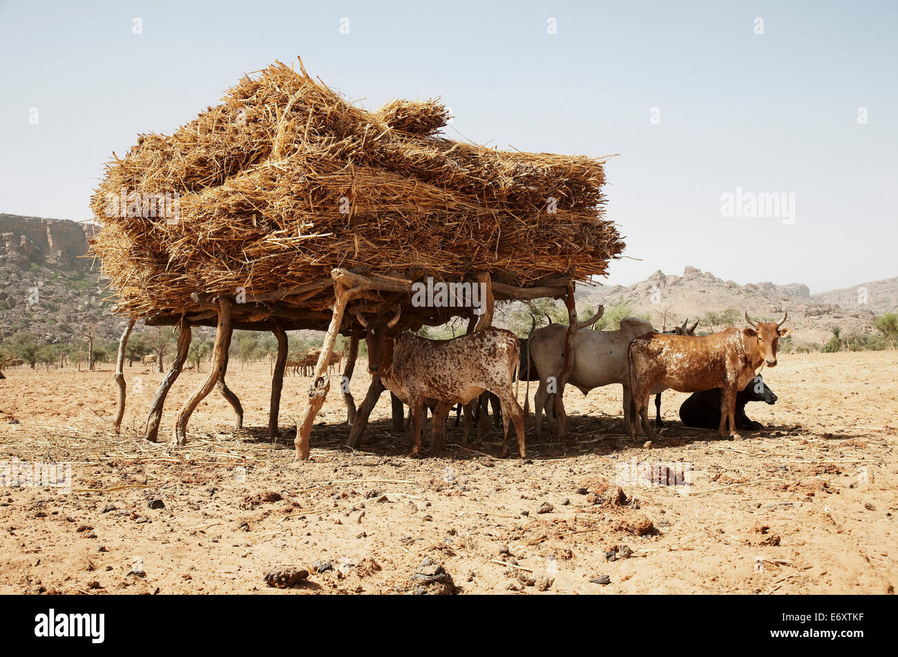 Herd of cattle under a shelter with hay, Dogon land, Mopti Region, Mali ...