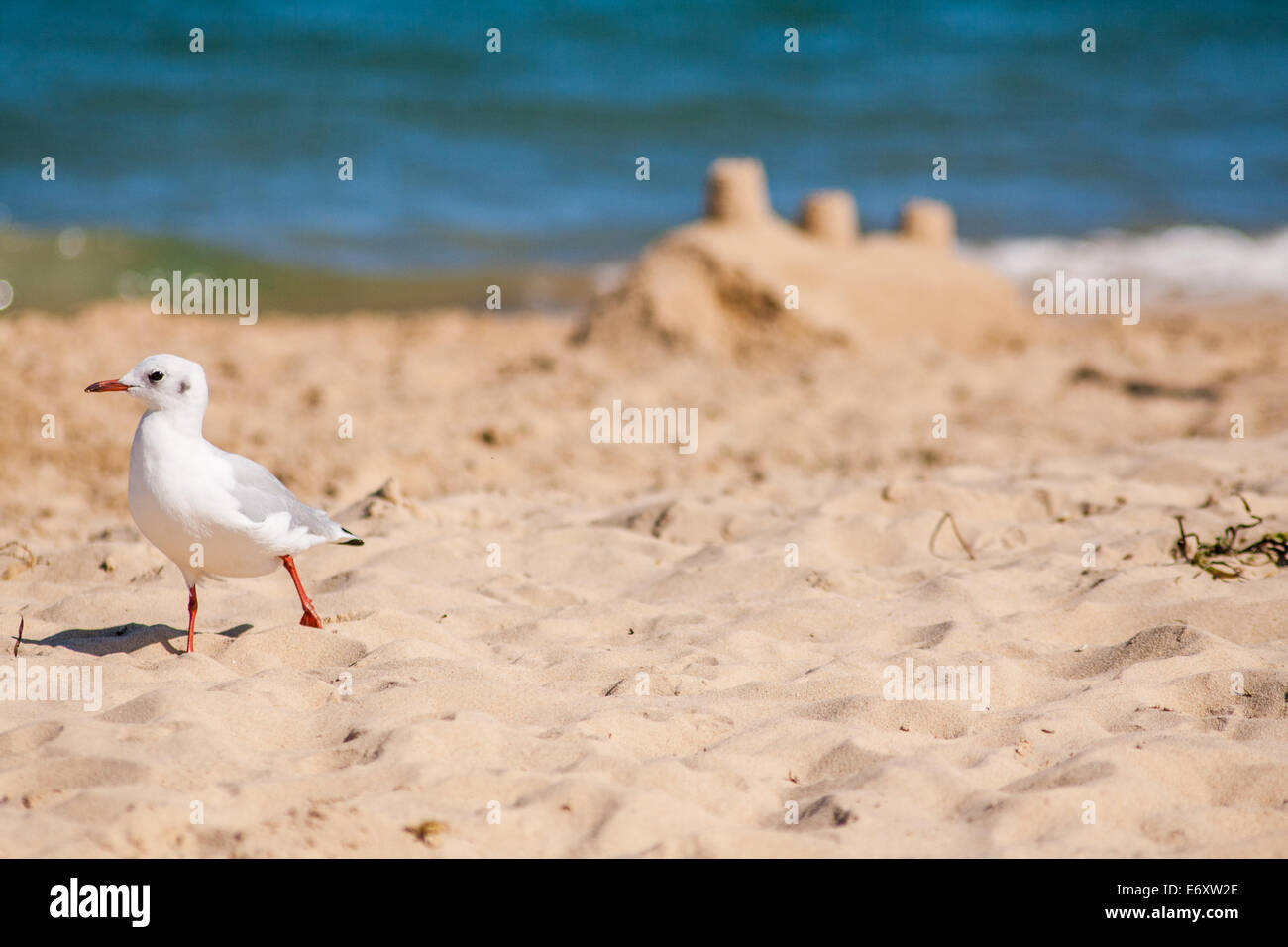 Seagull on the Beach Stock Photo - Alamy
