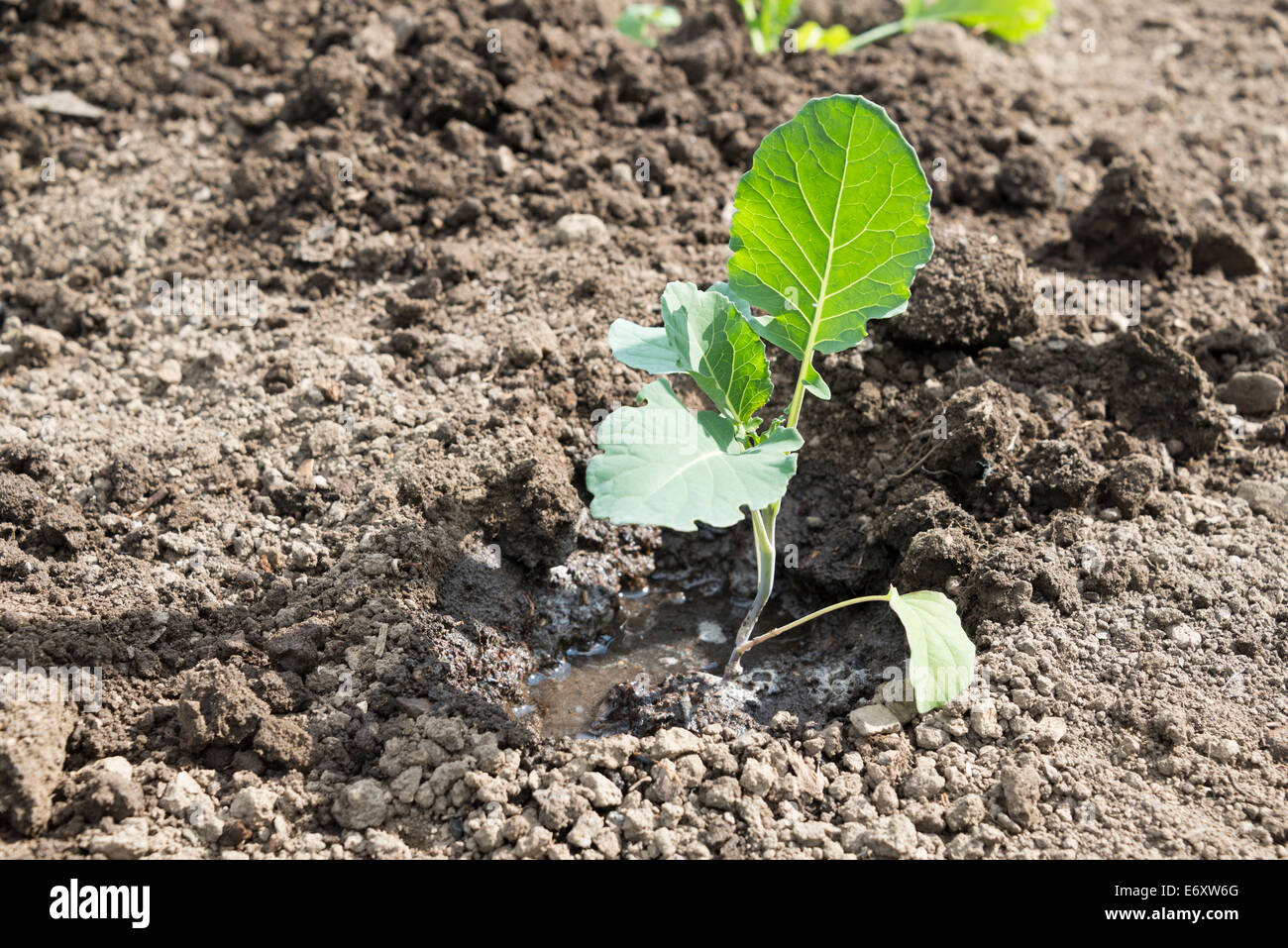 Purple sprouting seedlings hi-res stock photography and images - Alamy