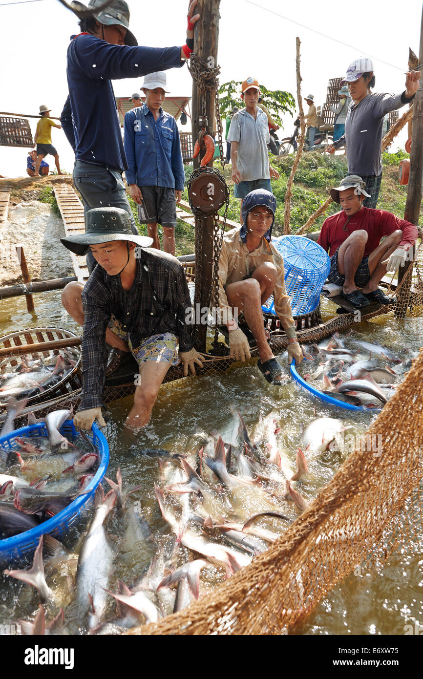 Human breeding hi-res stock photography and images - Alamy