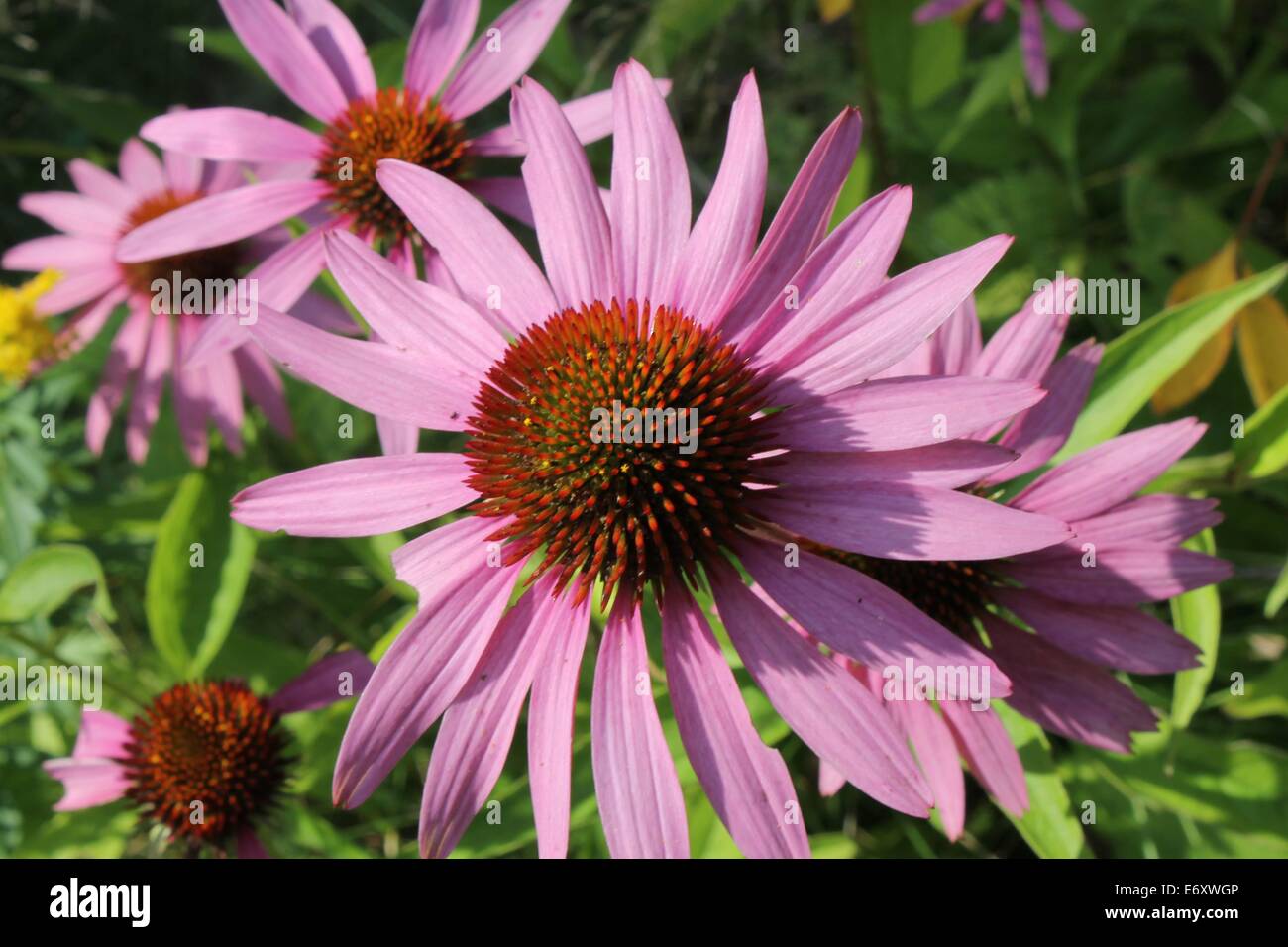 This is a Echinacea. It grows from a root Stock Photo - Alamy