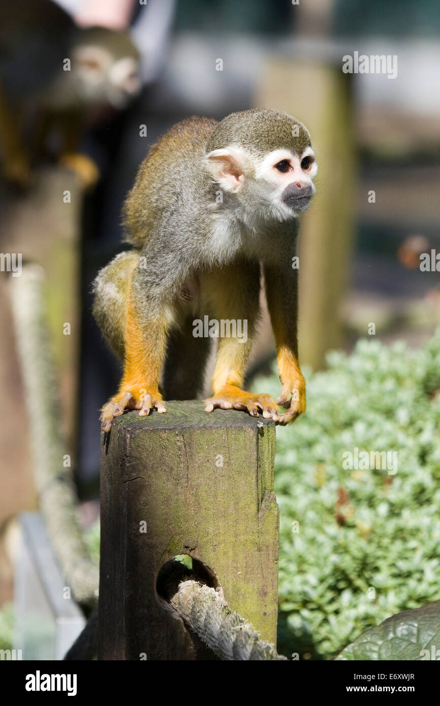 Captured monkey hi-res stock photography and images - Alamy