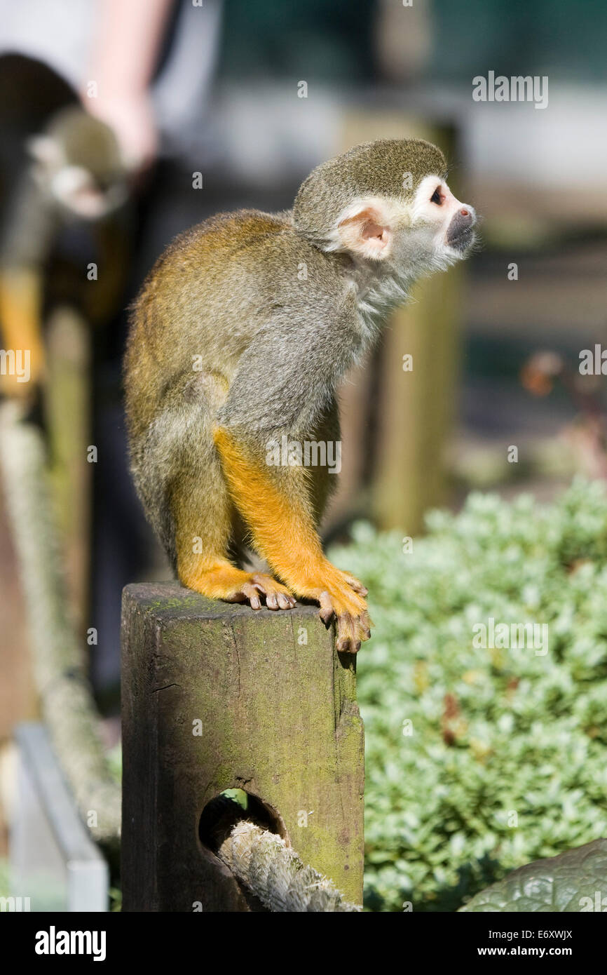 Monkey legs hi-res stock photography and images - Alamy
