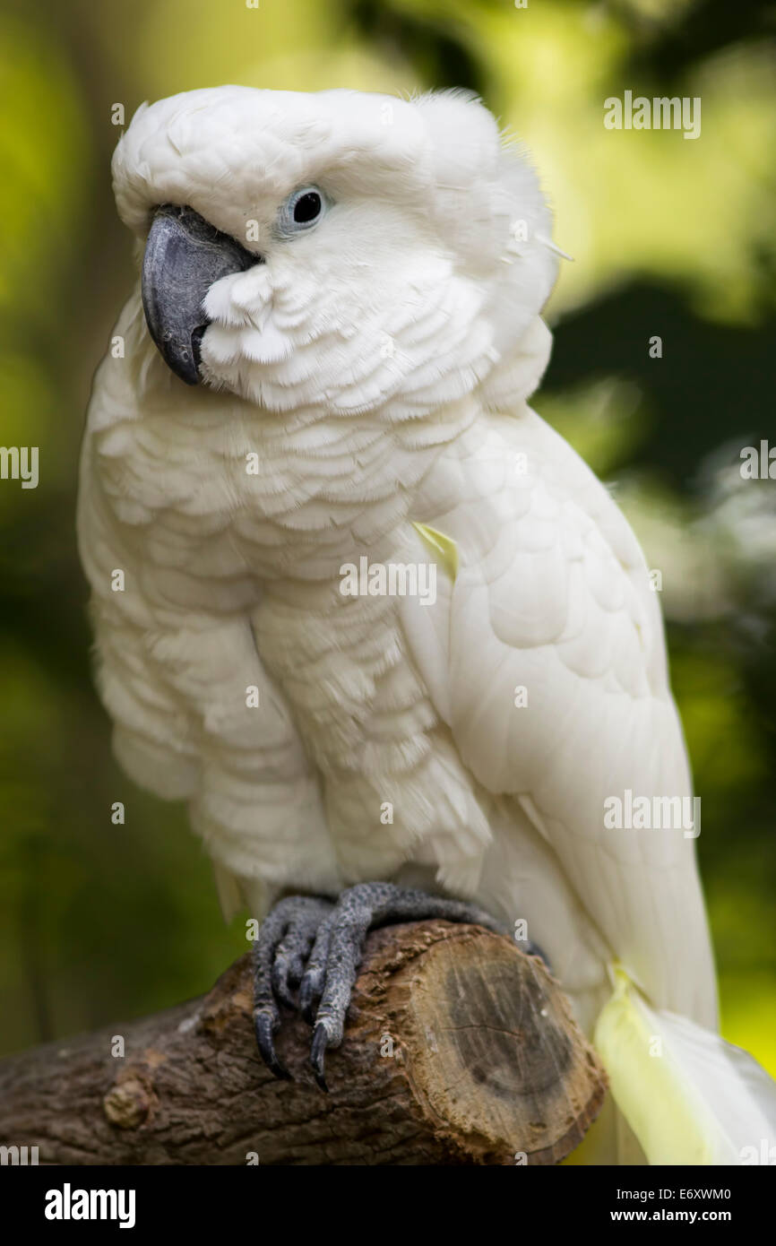 A full body view of a cockatoo sitting on a branch Stock Photo - Alamy