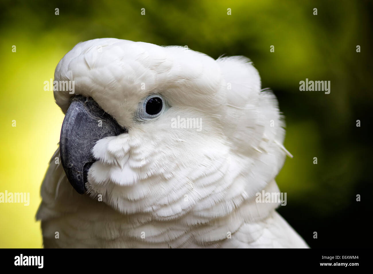 A close-up detailed view of a cockatoo's face in profile with feathers ...