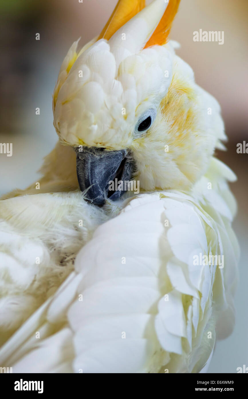 A citron colored cockatoo preens it's feathers Stock Photo - Alamy