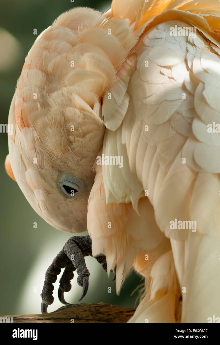 Preening cockatoo hi-res stock photography and images - Alamy