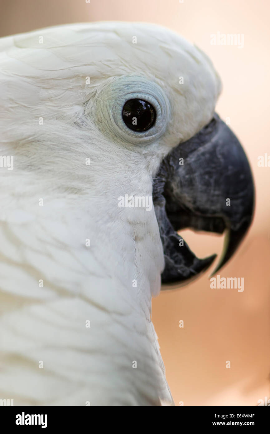A close-up detailed view of a cockatoo's face in profile Stock Photo ...