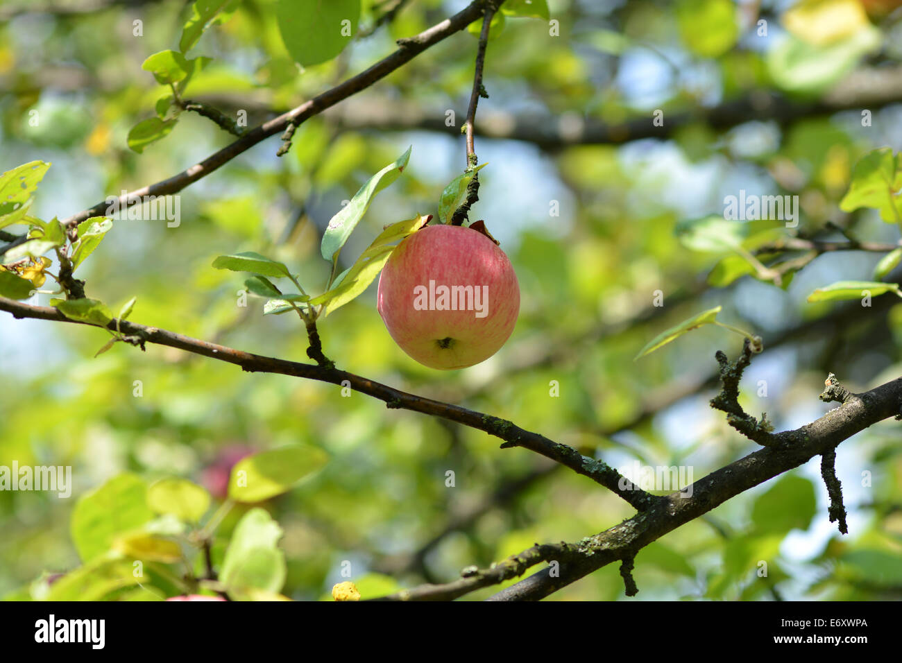 Red apples on apple tree branch Stock Photo - Alamy