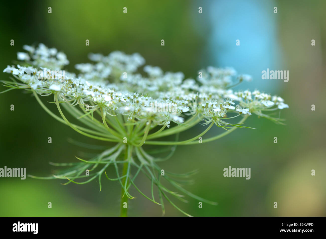 White flo hi-res stock photography and images - Alamy