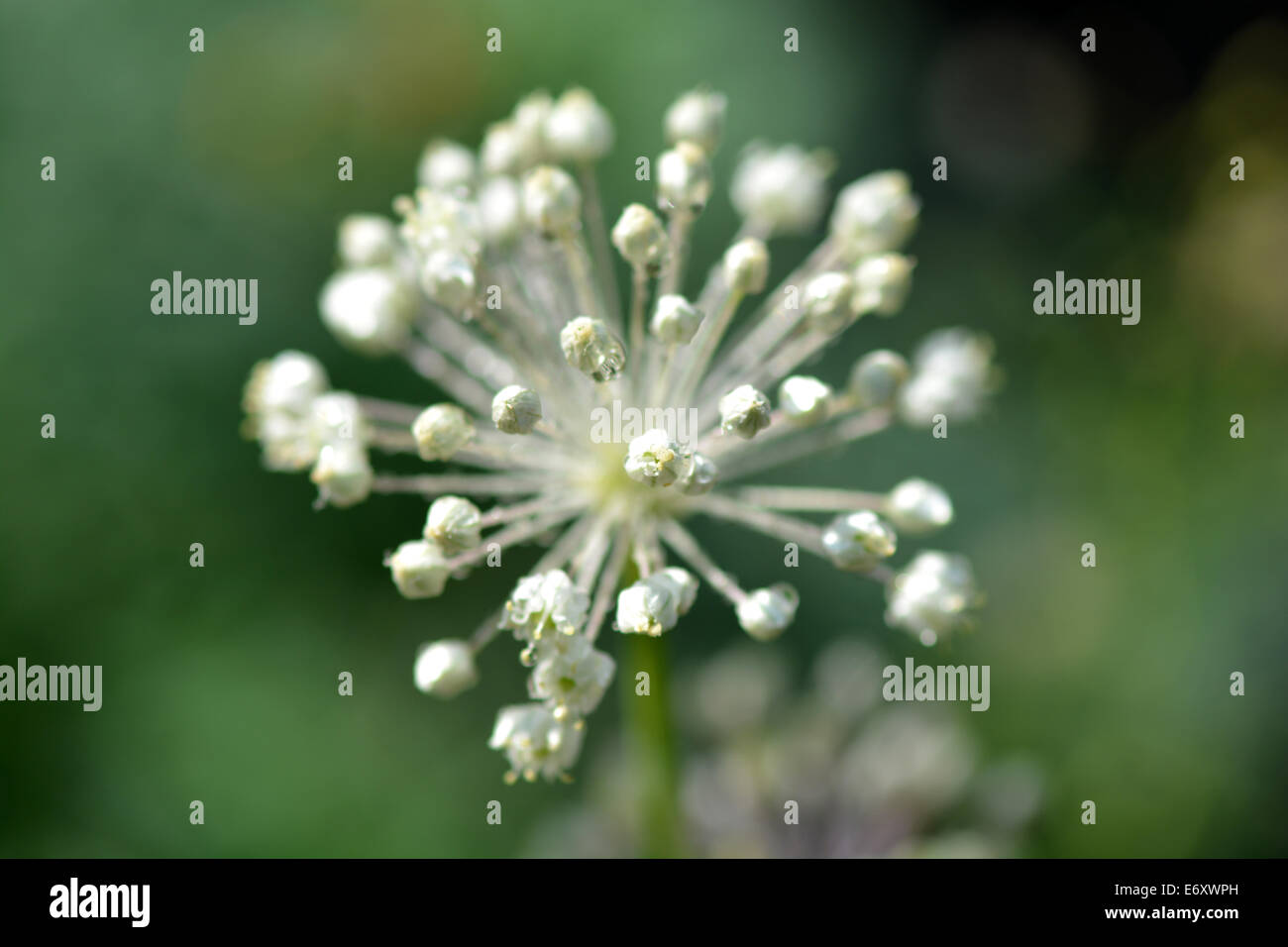 White flo hi-res stock photography and images - Alamy