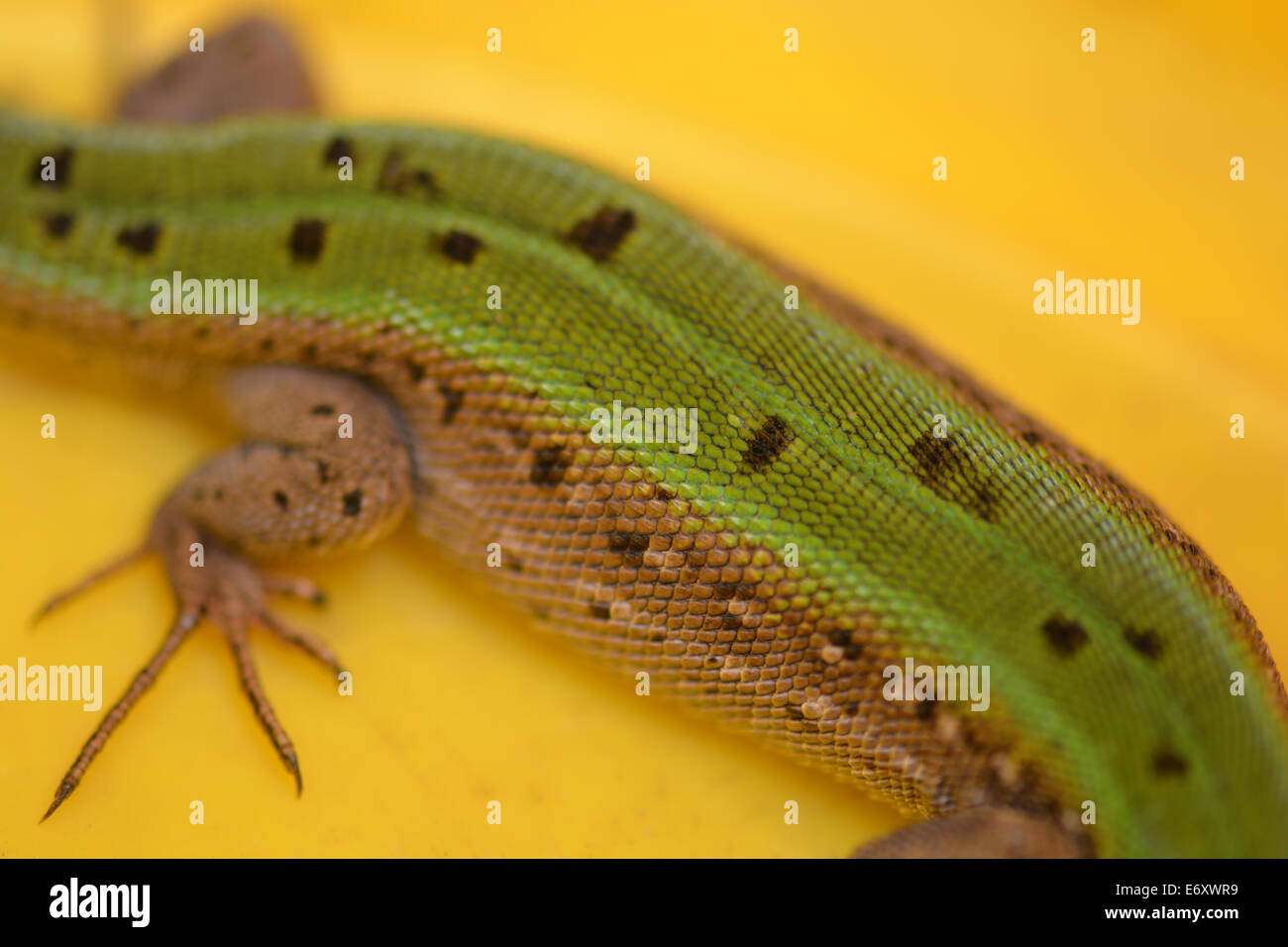 Picture of a back young lizard Stock Photo - Alamy