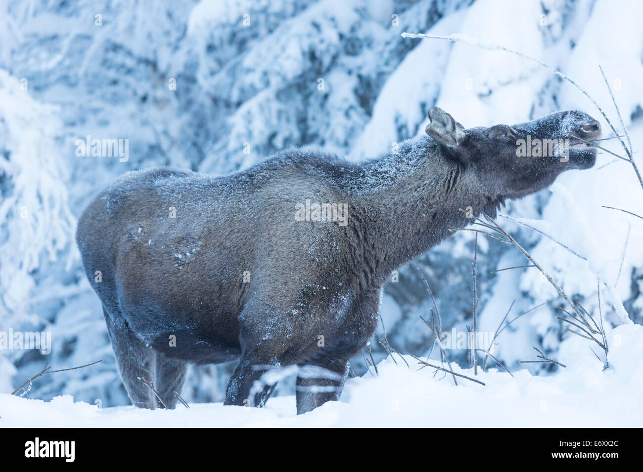 Moose eating from trees in winter time in Tjåmotis in Swedish lapland ...
