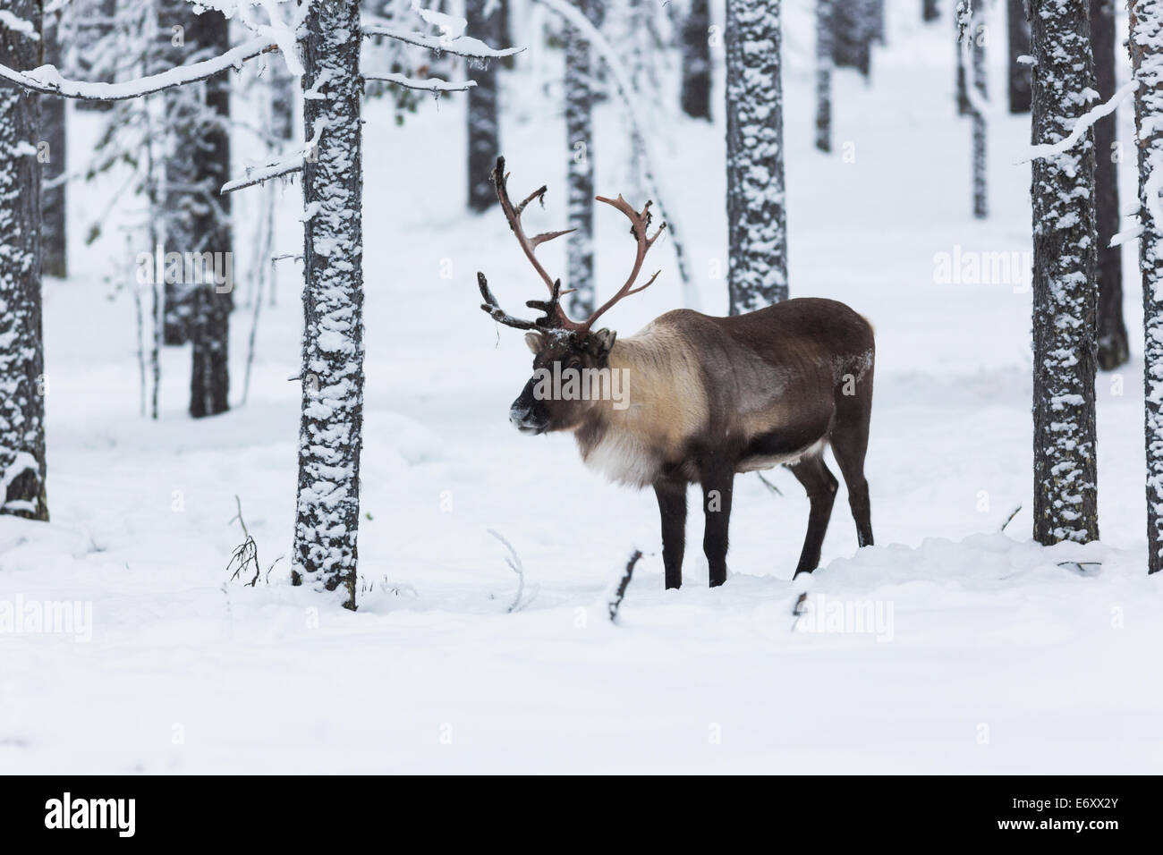 Reindeer snow hi-res stock photography and images - Alamy