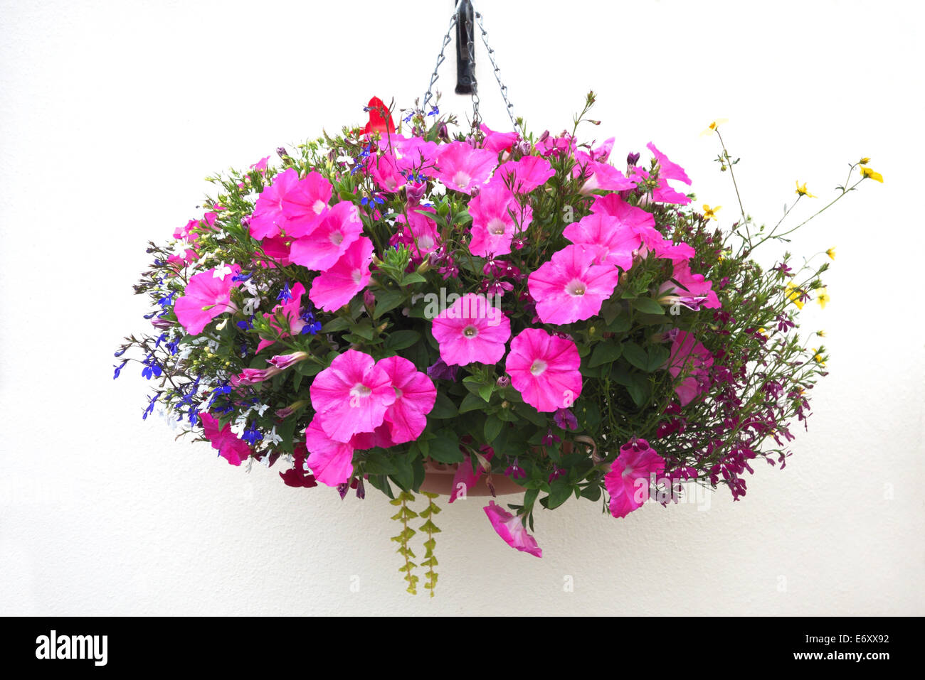 Pink Flowers Convolvulus High Resolution Stock Photography and Images ...
